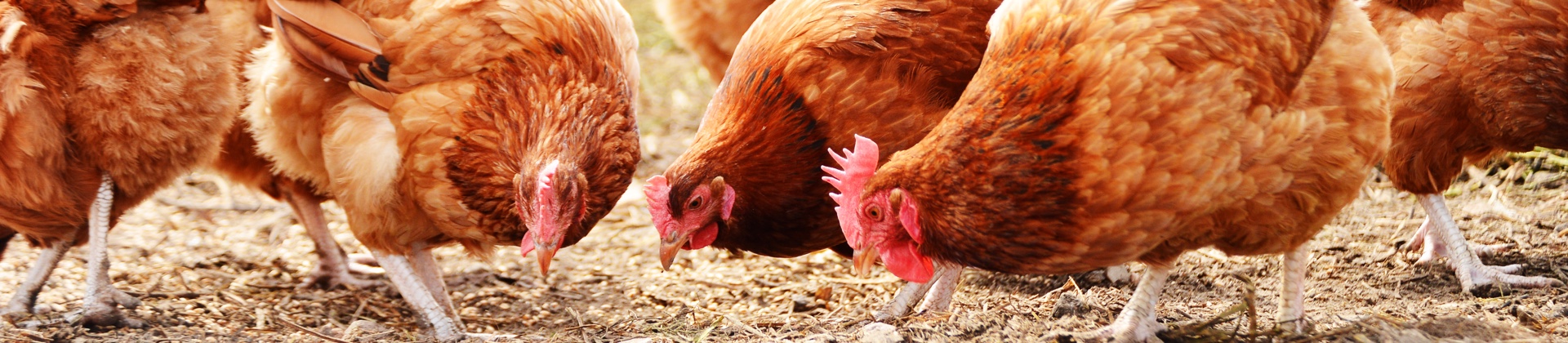 Chickens - Farm Biosecurity