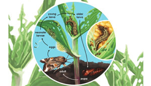 Defending against a new pest, fall armyworm - Farm Biosecurity