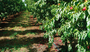 Pick up fallen fruit in orchards - Farm Biosecurity