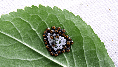 New important conditions for Brown Marmorated Stinkbug season - Farm ...