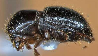 Polyphagous shot-hole borer detected in Western Australia - Farm ...