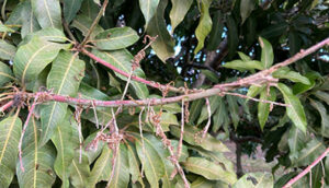 Monitoring for mango shoot looper - Farm Biosecurity