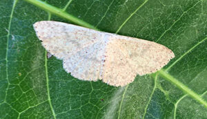 Monitoring for mango shoot looper - Farm Biosecurity