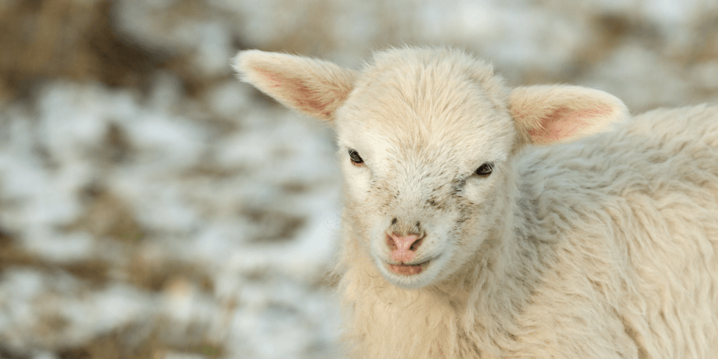 Winter preparations: ensuring biosecurity ahead of lambing season ...