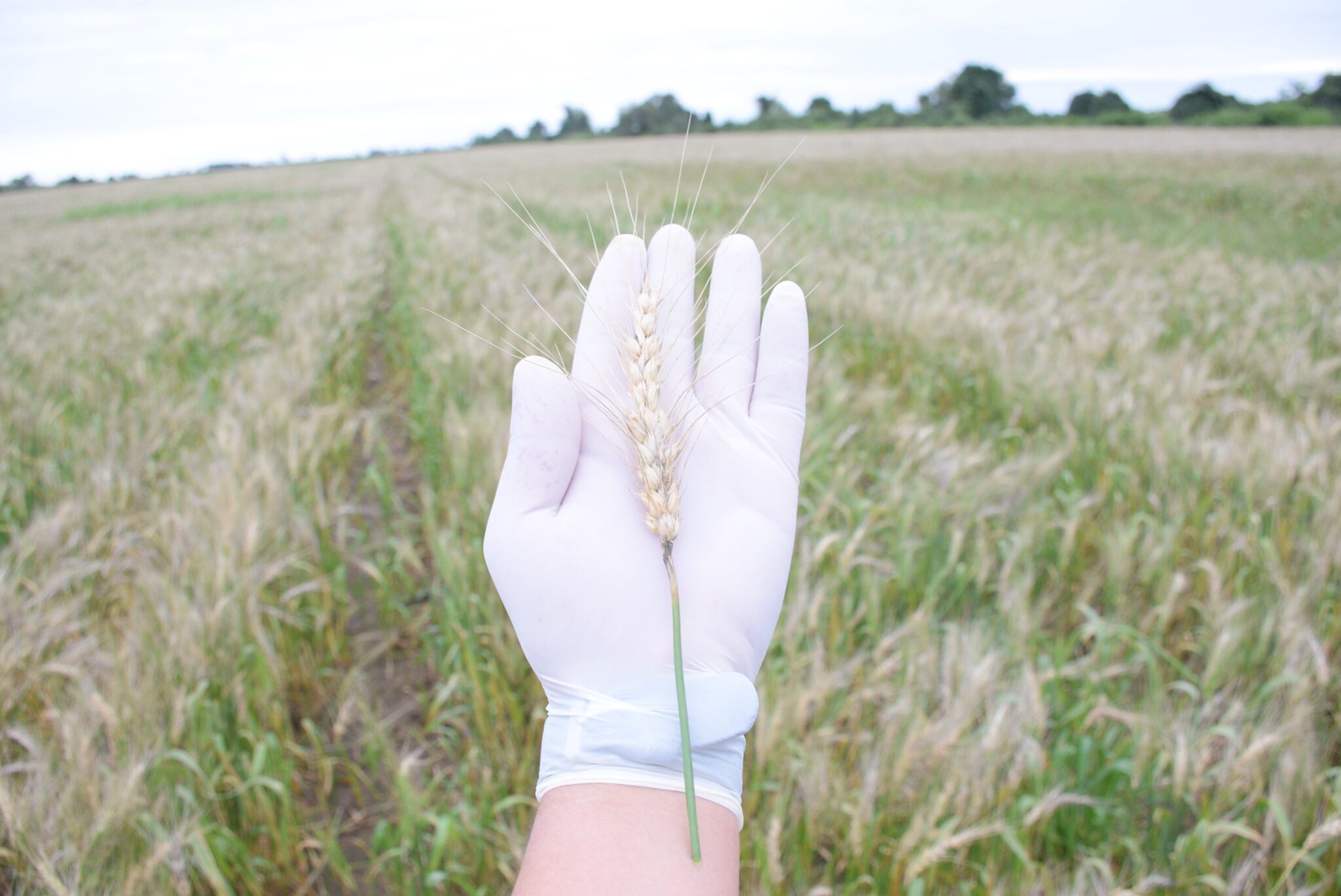 What you need to know about wheat blast - Farm Biosecurity