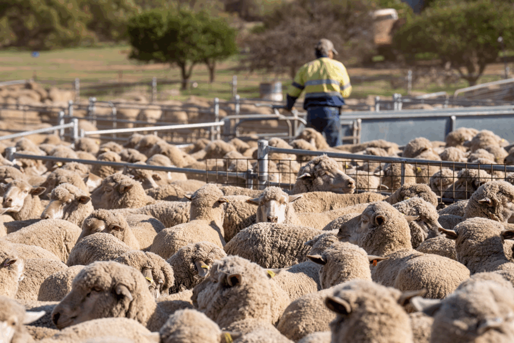 Two new biosecurity strategies for the sheep and wool industries - Farm ...